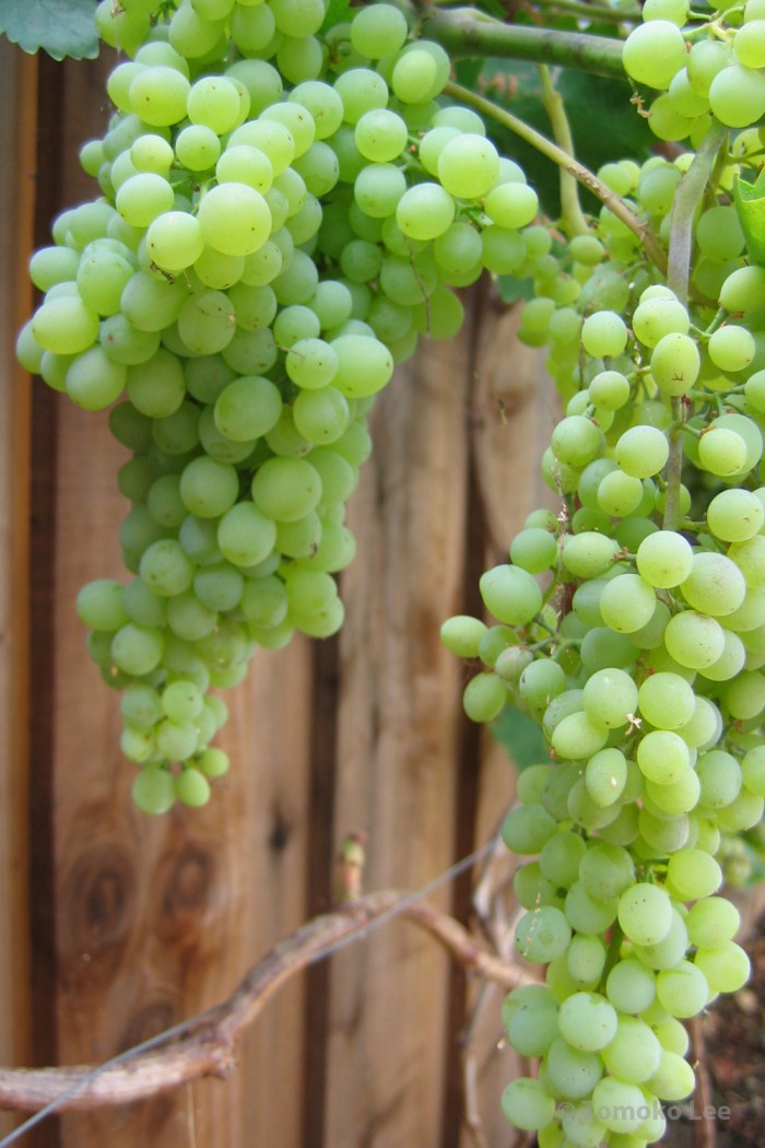 » Grapes