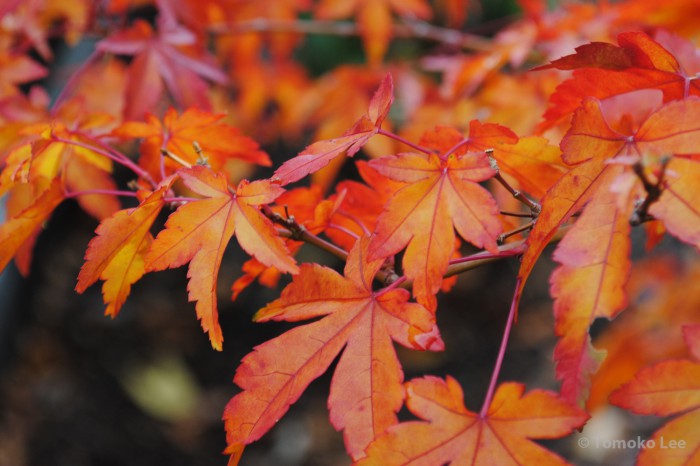 » Japanese Maple