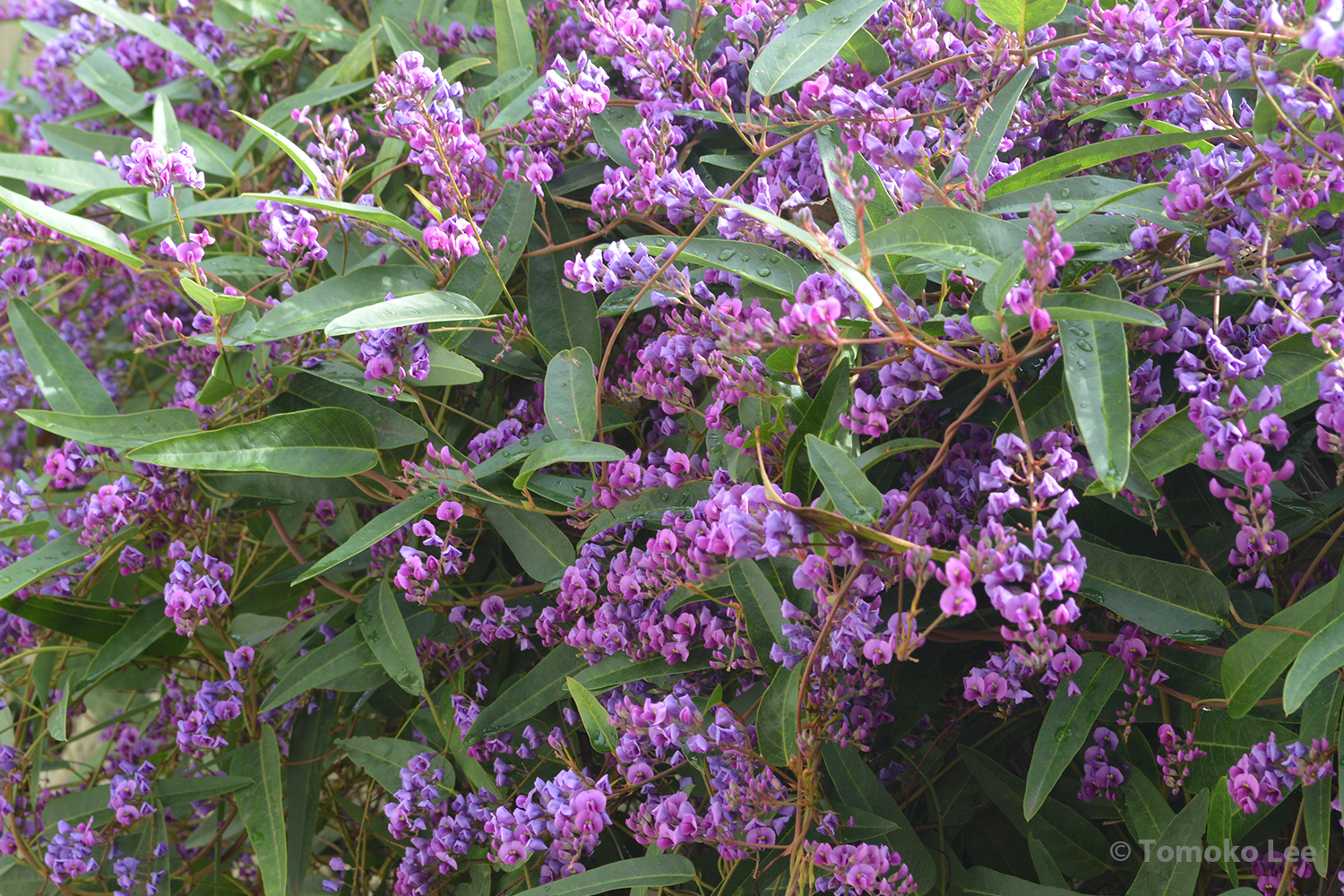» Lilac Vine